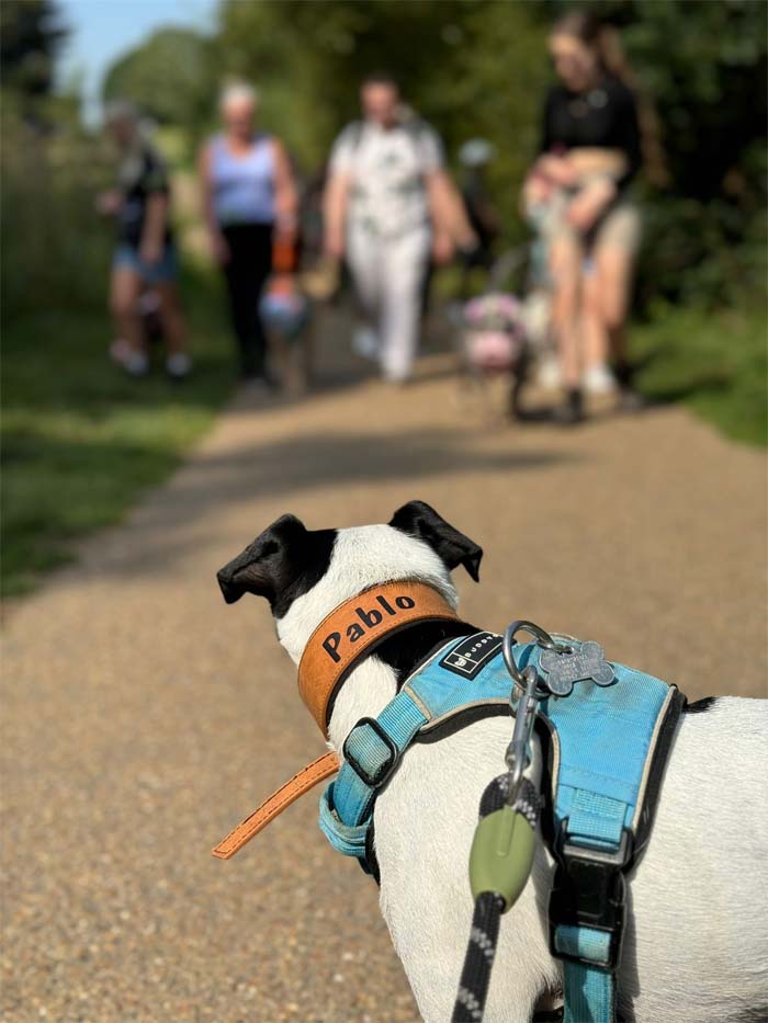 Whats On for Dogs Kent, Doggy What's On Kent | Dog Advisor Kent