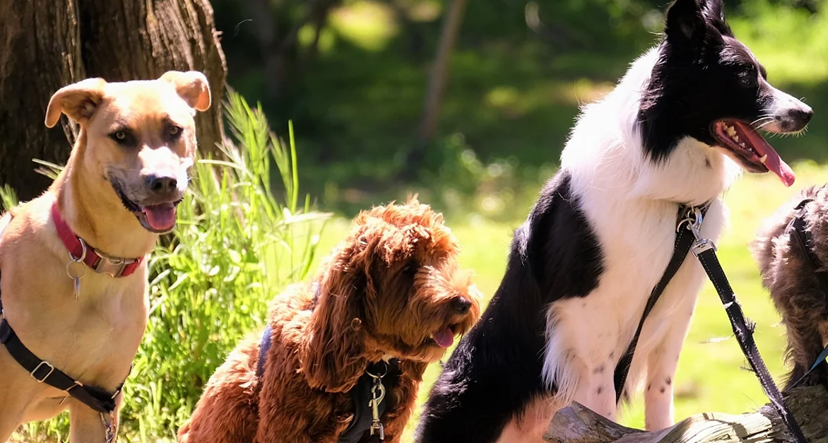 Whats On for Dogs Kent, Doggy What's On Kent | Dog Advisor Kent