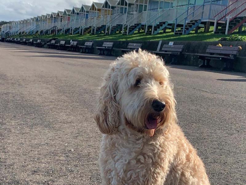 Dog Friendly Beaches Kent | Dog Advisor Kent