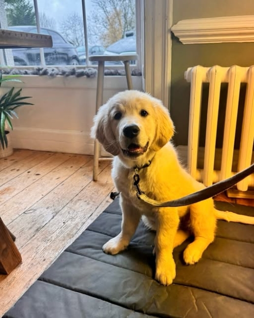 Dog-Friendly Cafes, Dog-Friendly Pubs, Dog-Friendly Bakeries Kent | Dog ...