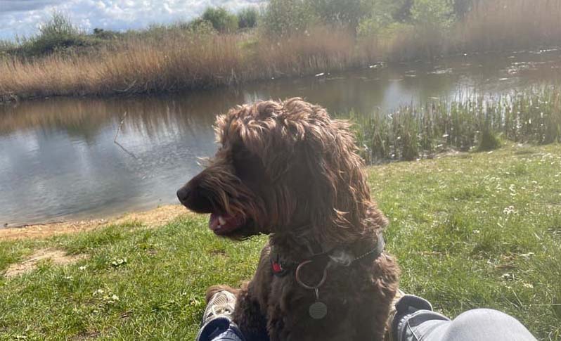 Dog-Friendly Kent | Dog Advisor Kent