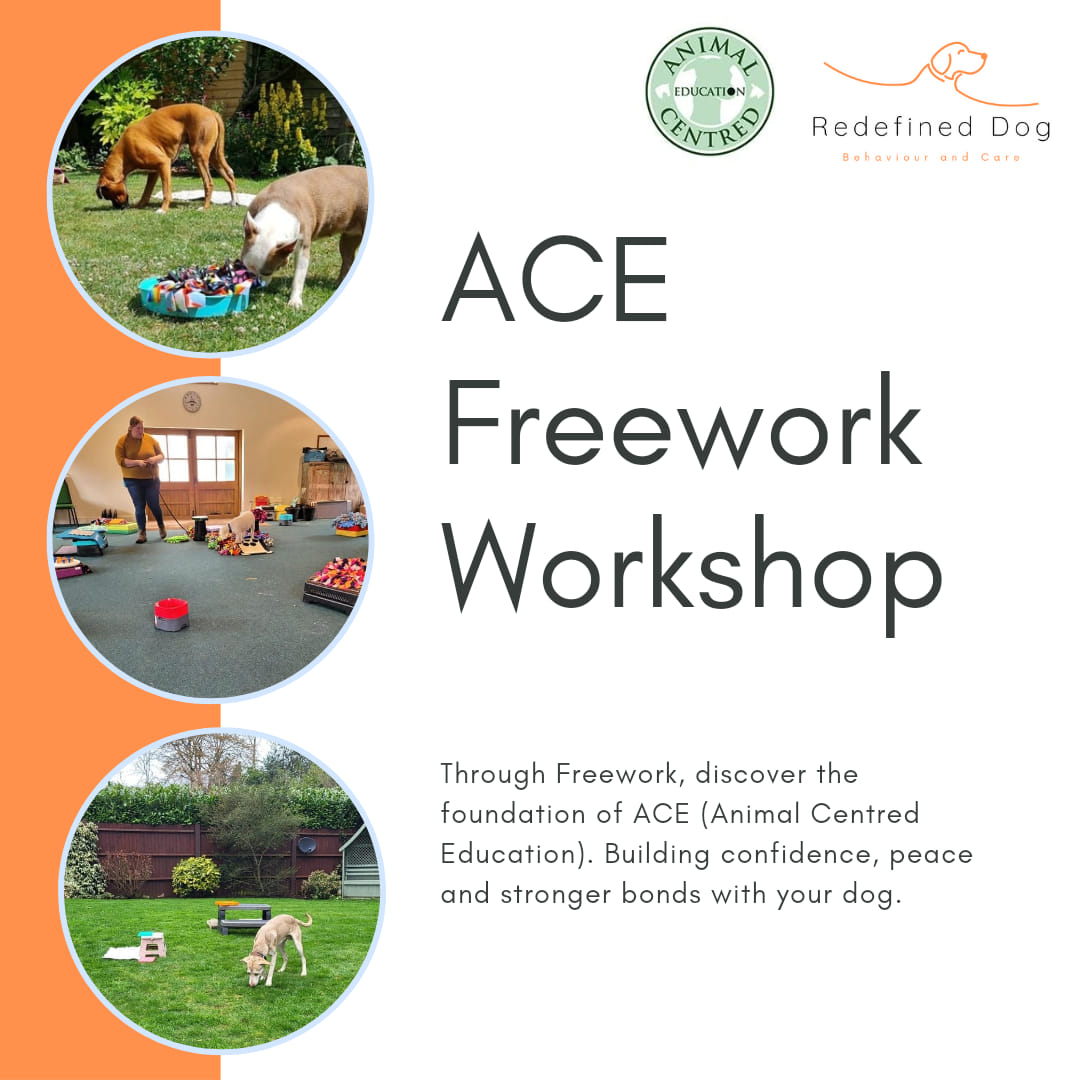 Dog-Friendly Places Medway, Kent | Dog Advisor Kent