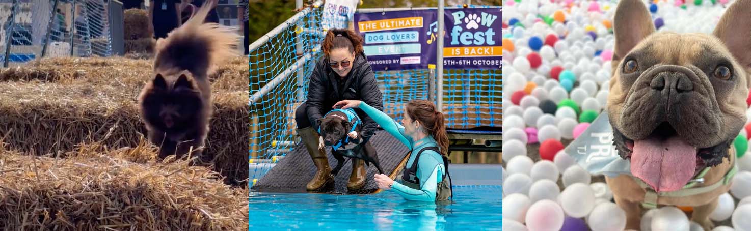 Pawfest October 2024 The Biggest Dog Lover's Event in Kent