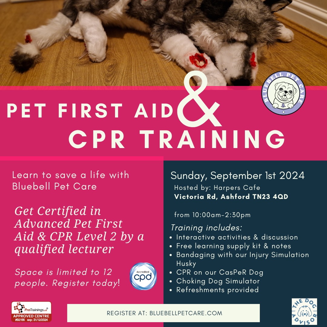 Whats On for Dogs Kent, Doggy What's On Kent | Dog Advisor Kent