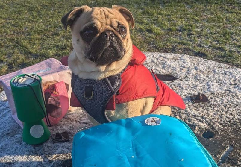 Whats On for Dogs Kent, Doggy What's On Kent | Dog Advisor Kent