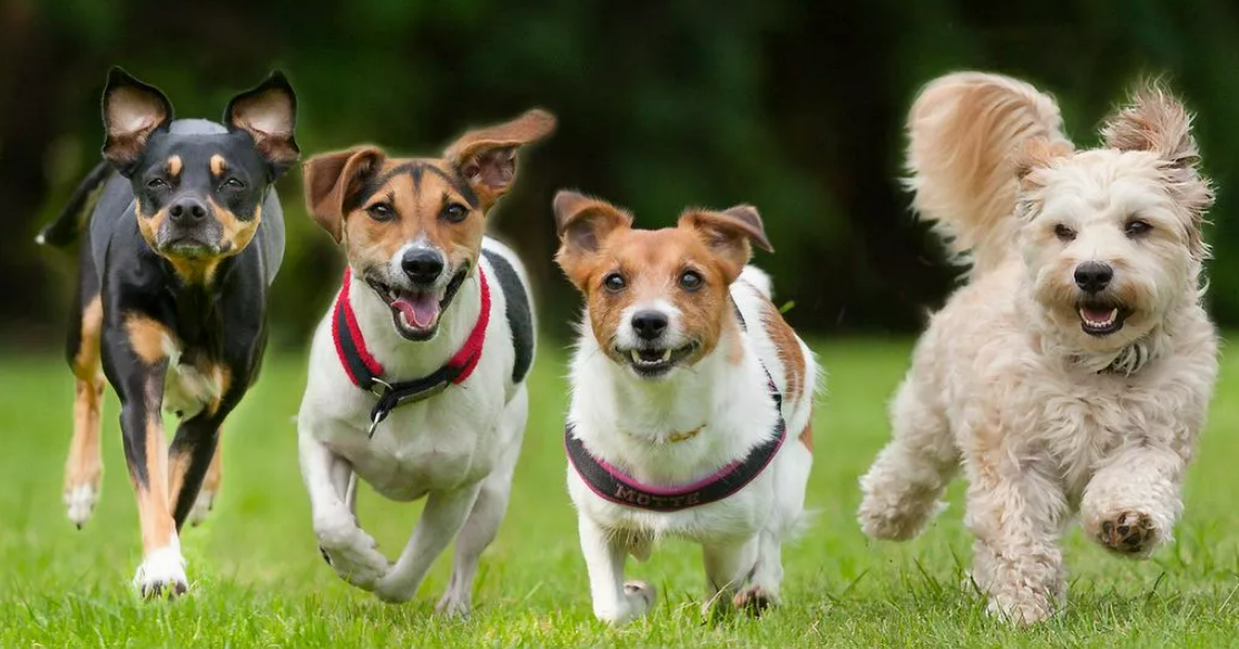 Whats On for Dogs Kent, Doggy What's On Kent | Dog Advisor Kent